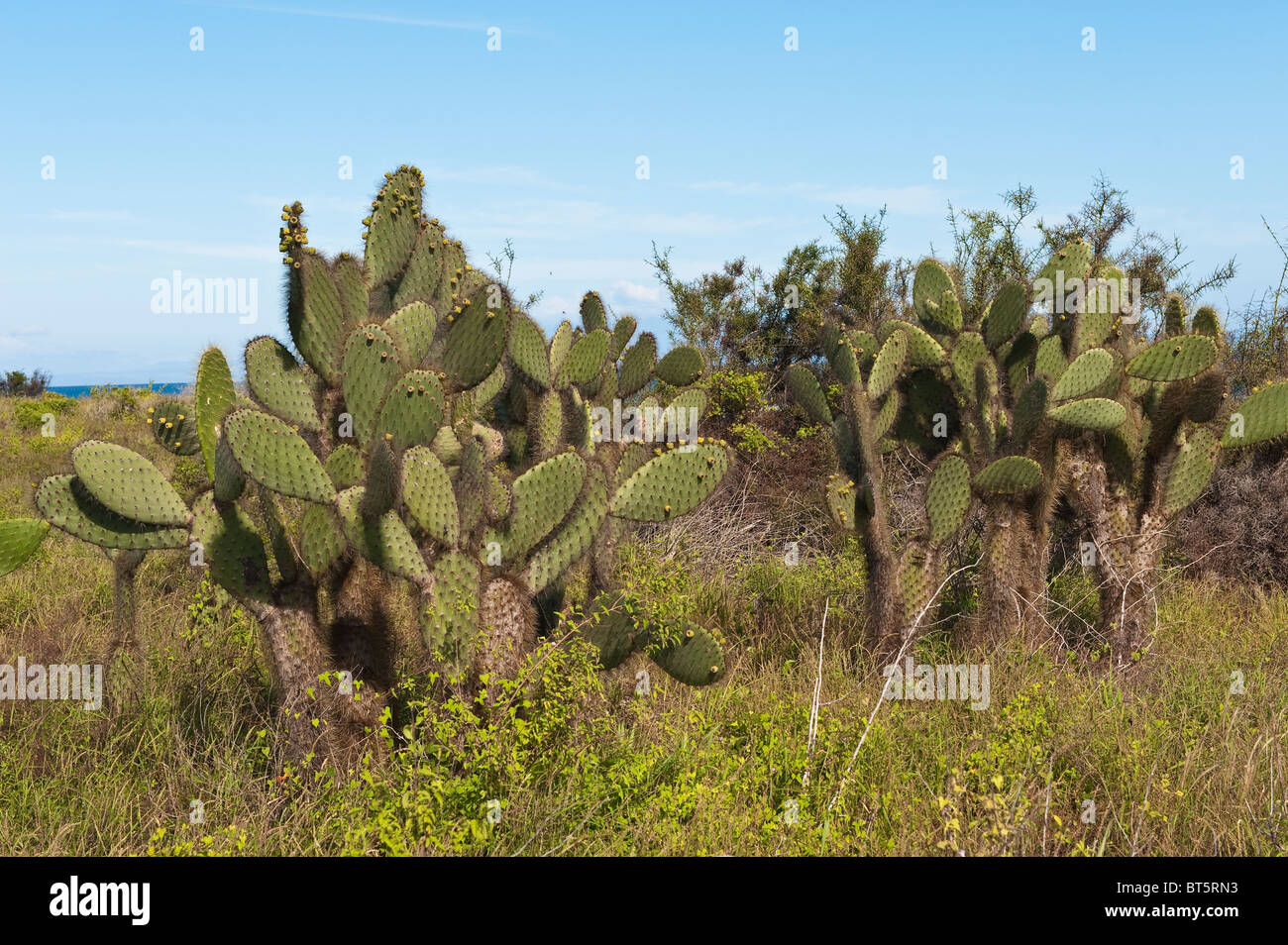 Galapagos Islands, Ecuador. Cactus Port Egas (James bay) Isla Santiago ...