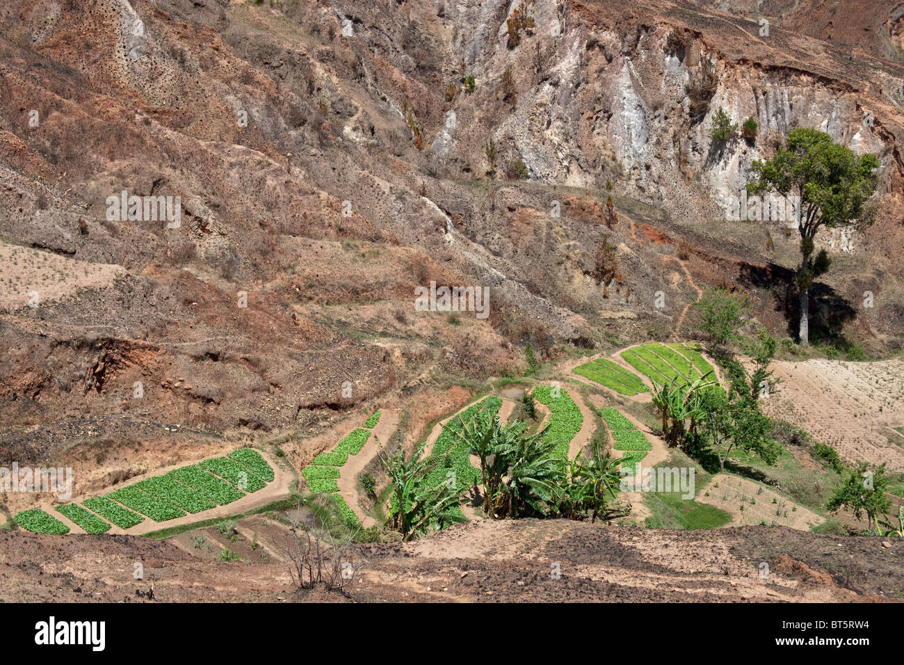 Agriculture in valley, Analamanga, Madagascar Stock Photo - Alamy