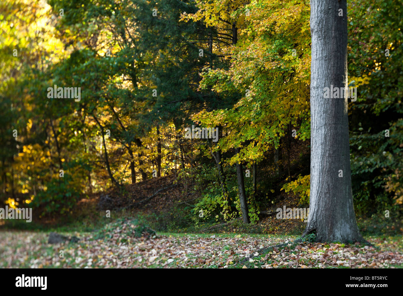Colorful Autumn Trees Stock Photo - Alamy