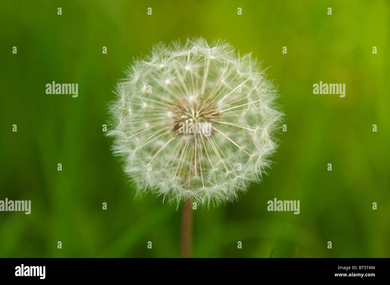 Seeding Dandelion head Stock Photo - Alamy