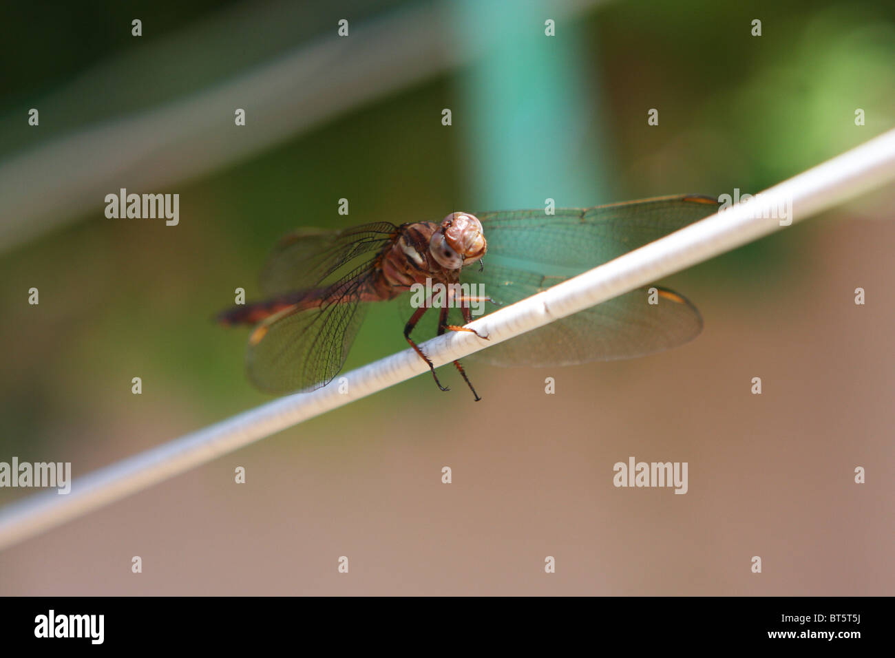 dragon fly, orange, insect, south Africa Stock Photo - Alamy