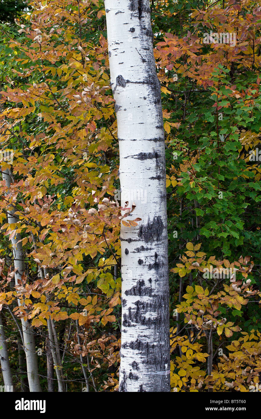 Autumn birch tree hi-res stock photography and images - Alamy