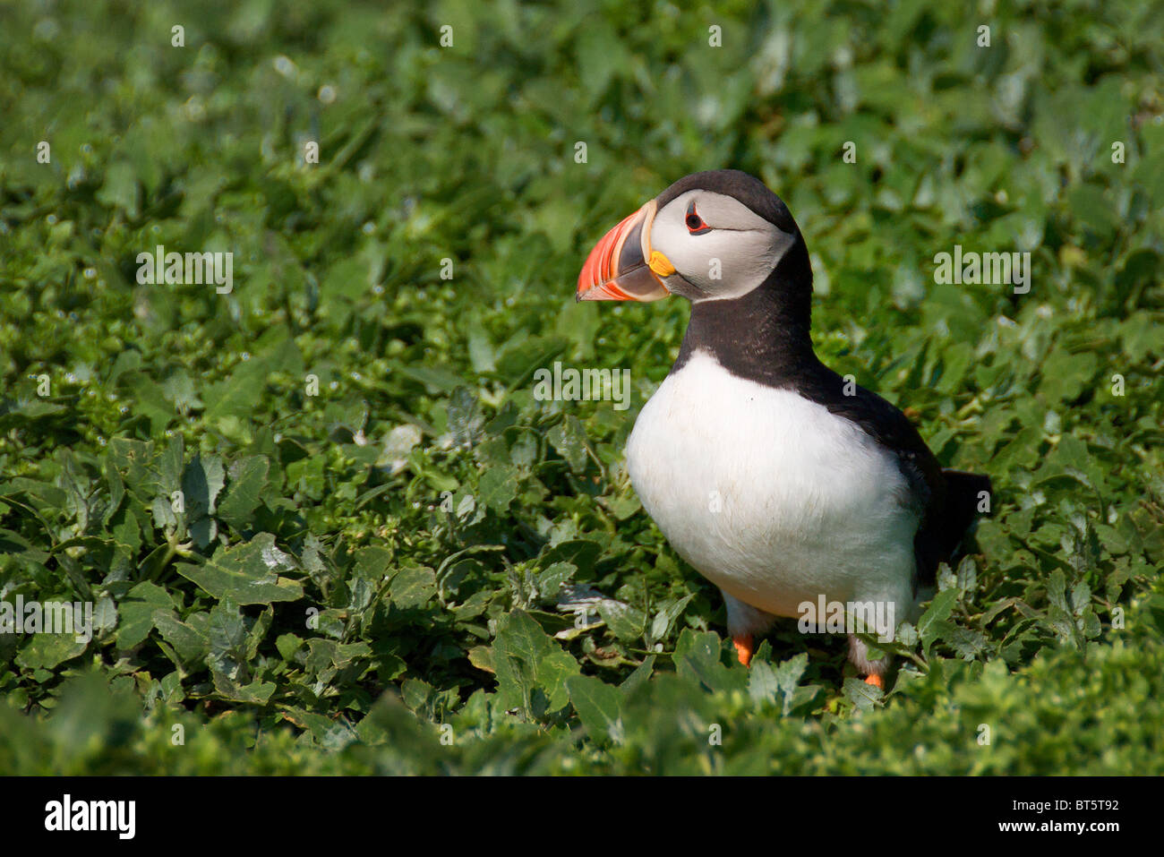 Puffin stood on green folliage Stock Photo - Alamy