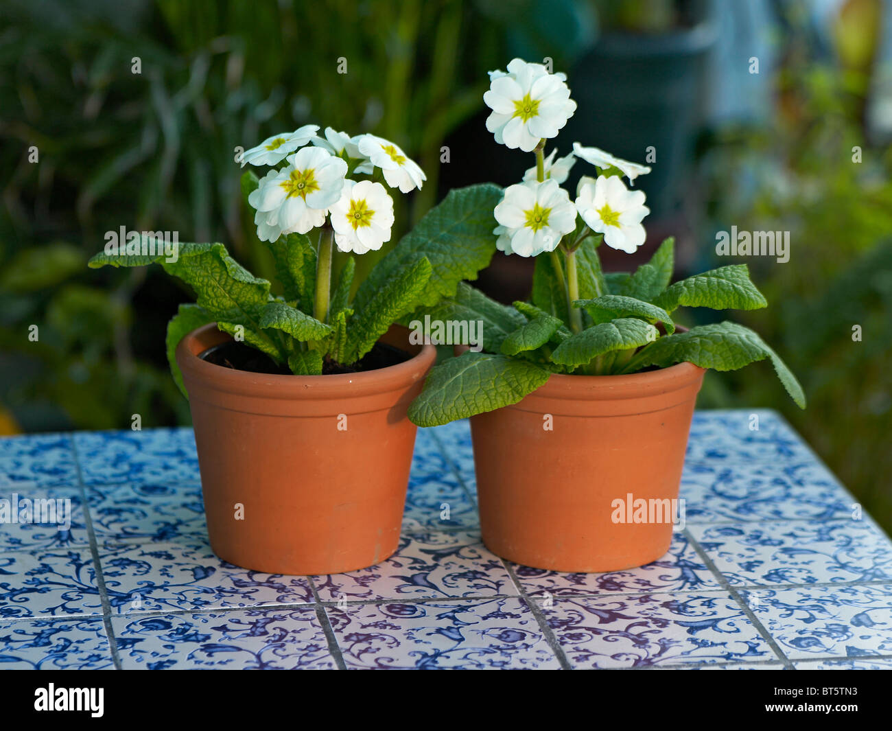 Flowering potted Primula Polyanthus Group in a garden conservatory ...