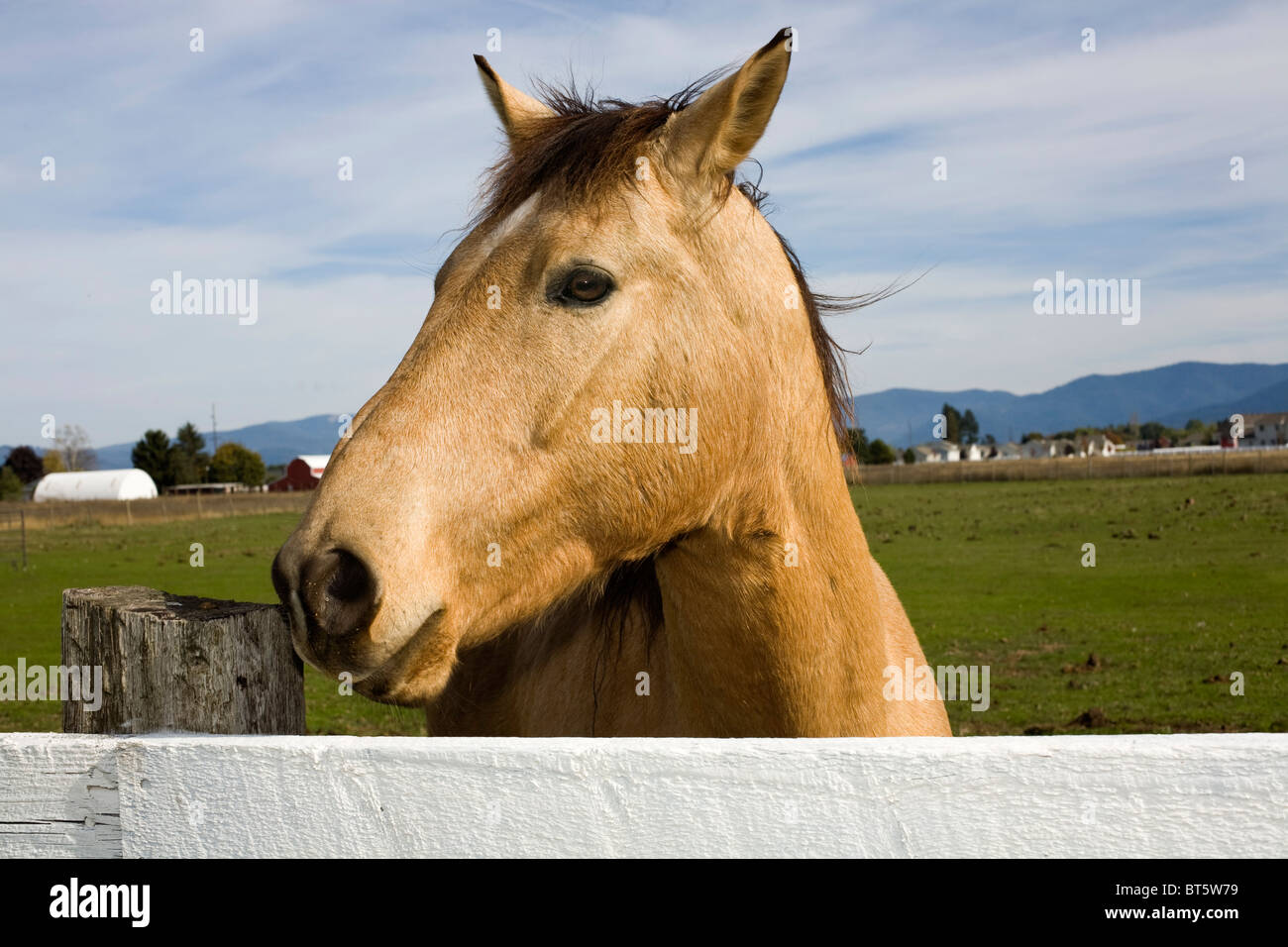 Tan colored horse at farm setting Stock Photo - Alamy