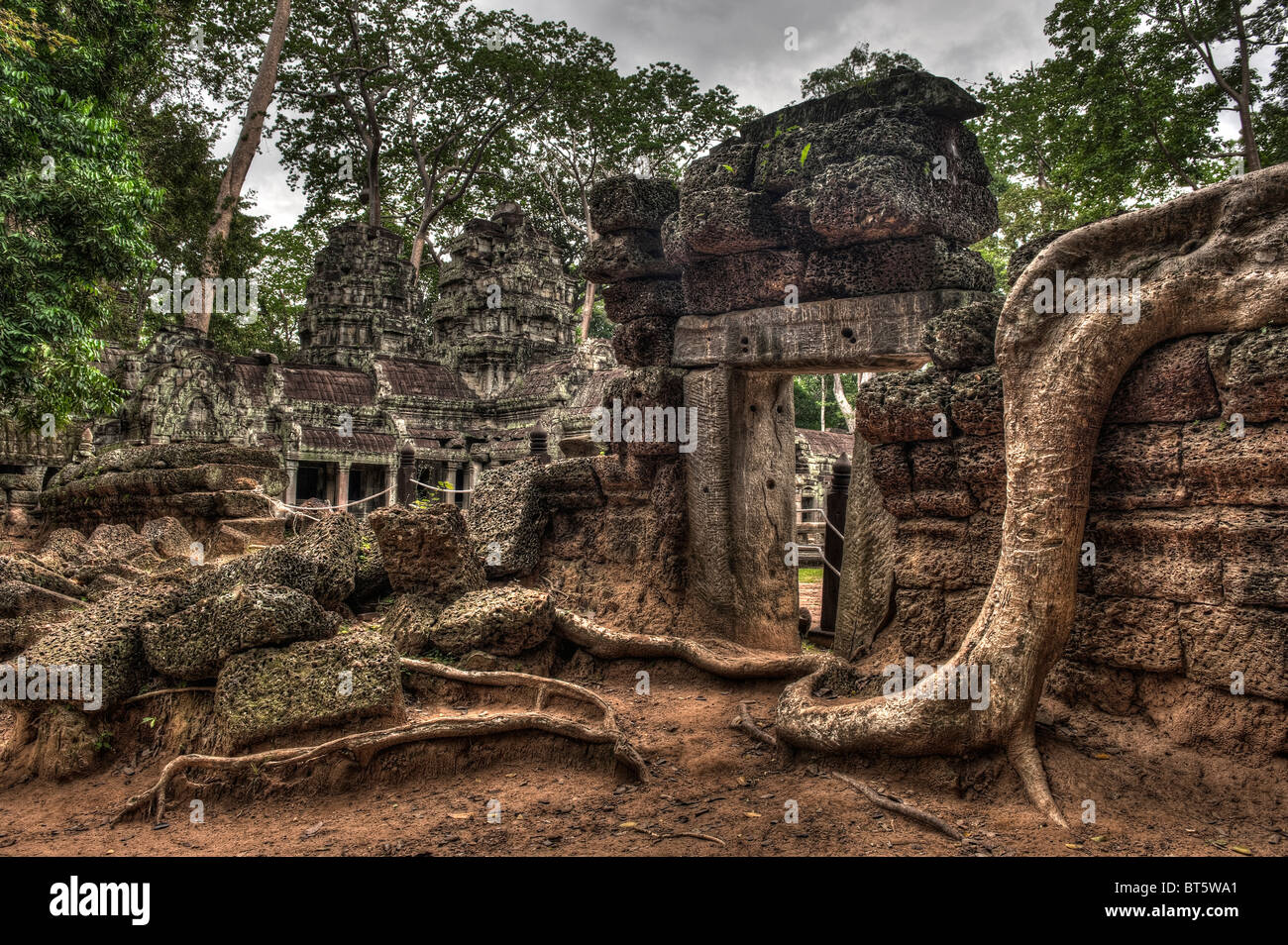 Trees Growing around the Ruins of Ta Prohm Temple, Angkor Wat Cambodia ...