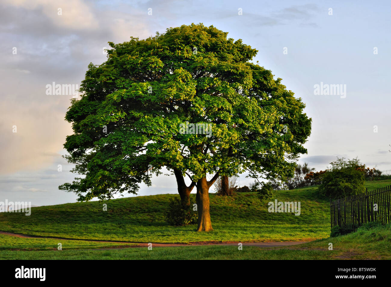 Big green tree at sunset Stock Photo - Alamy