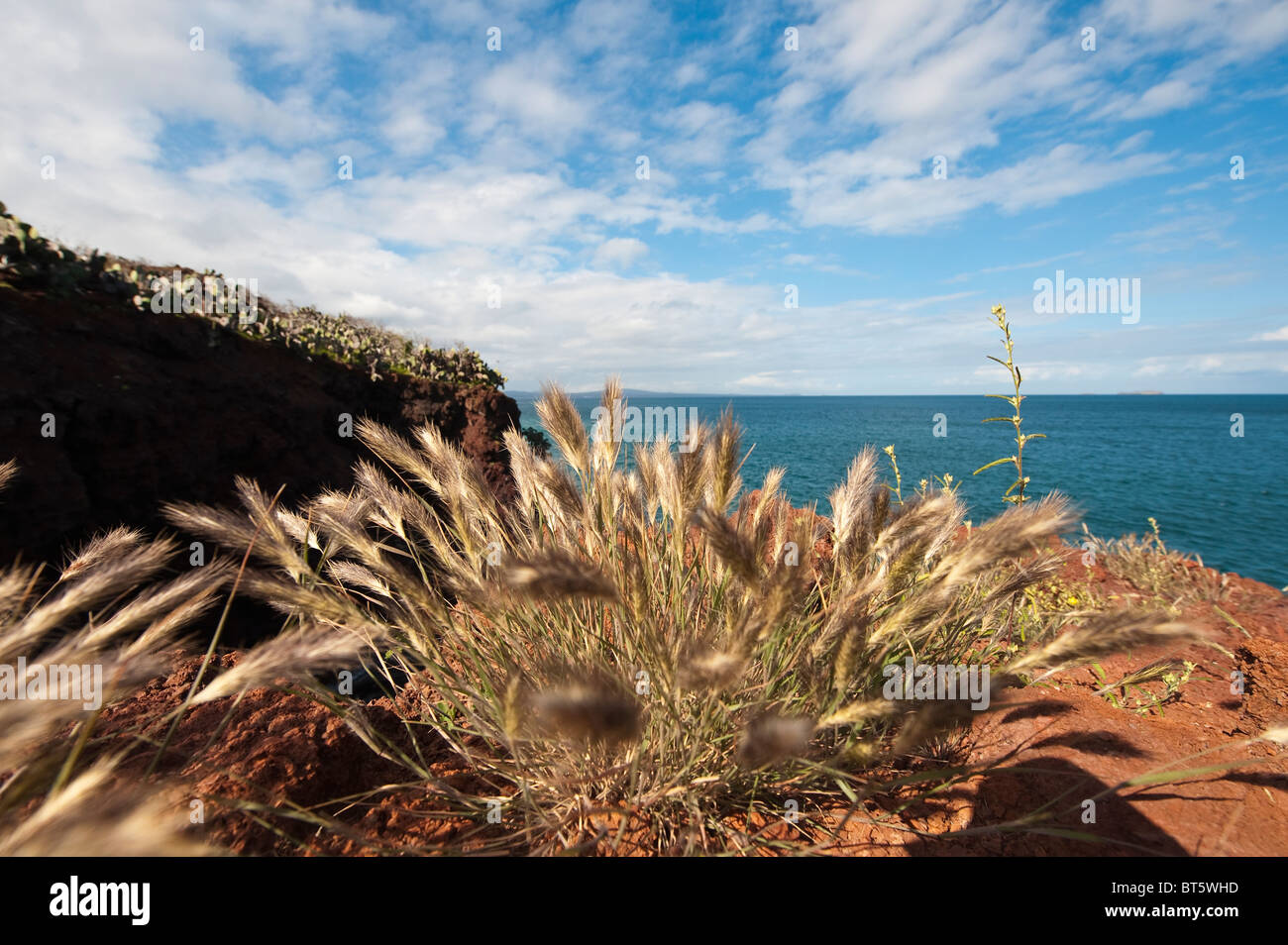 Galapagos Islands, Ecuador. Isla Rábida Island (also called Jervis ...