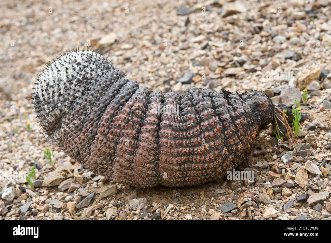 Copiapoa de Philippi (Copiapoa cinerea) Parque National Pan de Azucar ...