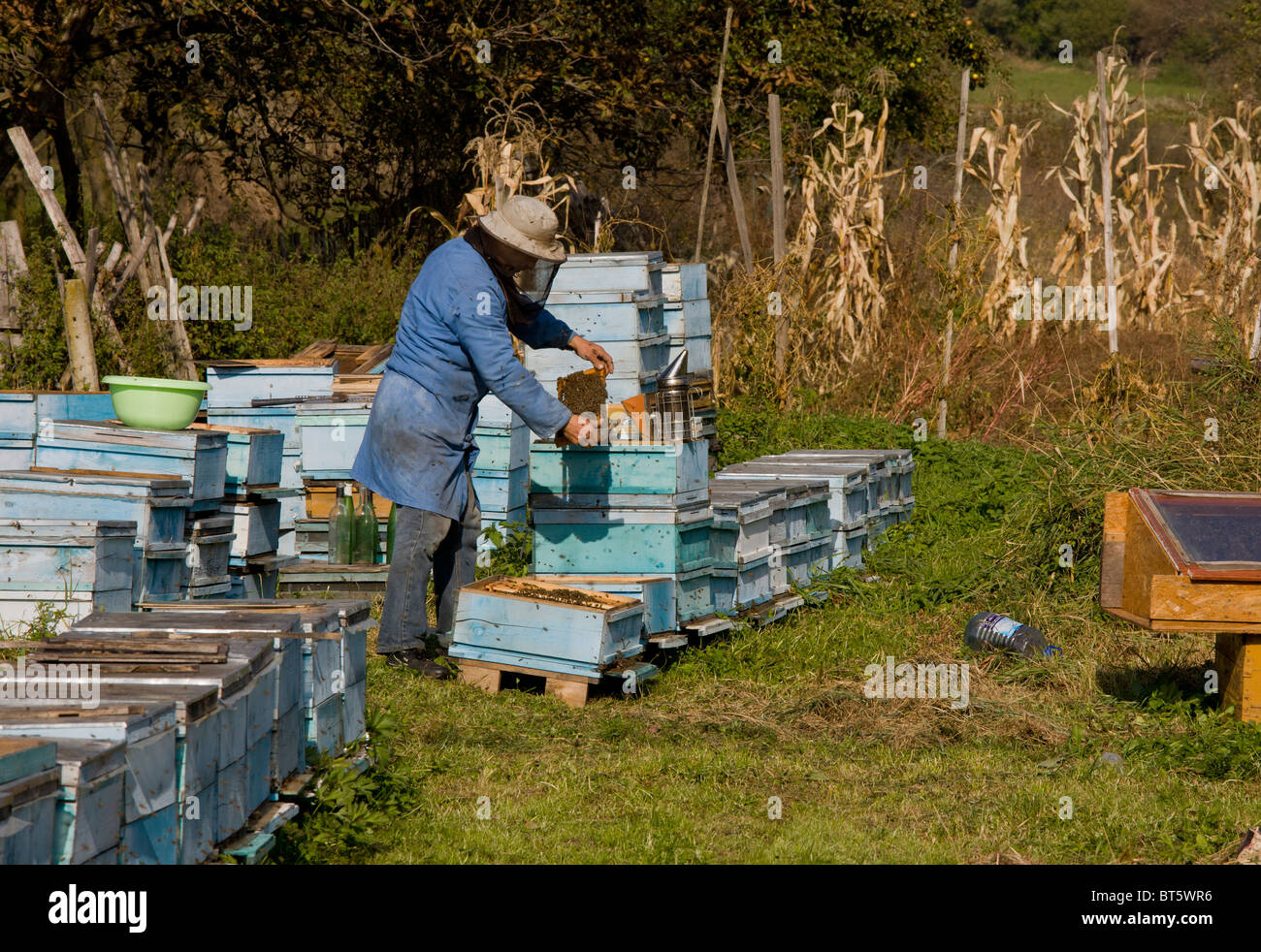 Bee-keeper among his hives in the old saxon village of Mesendorf ...