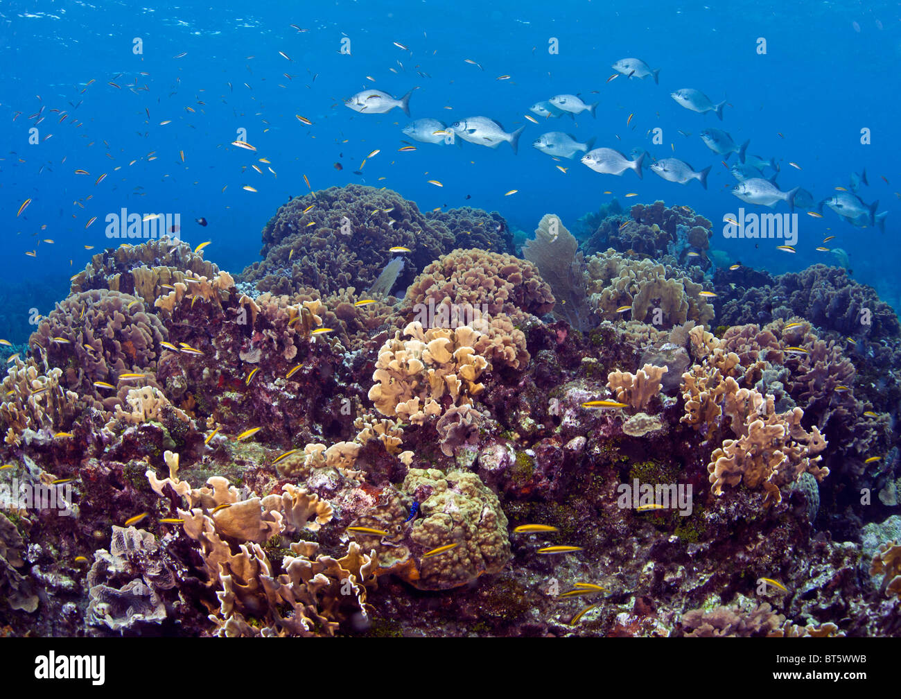 Coral reef off the coast of Roatan Honduras Stock Photo - Alamy