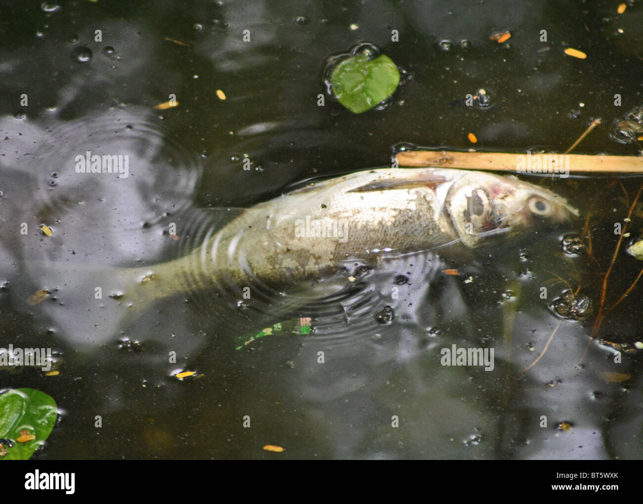 Water pollution dead fish hi-res stock photography and images - Alamy