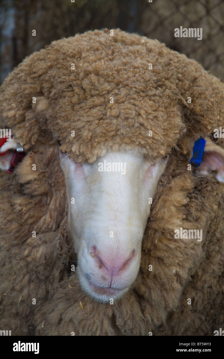 Head of woolly Merino ram Stock Photo - Alamy