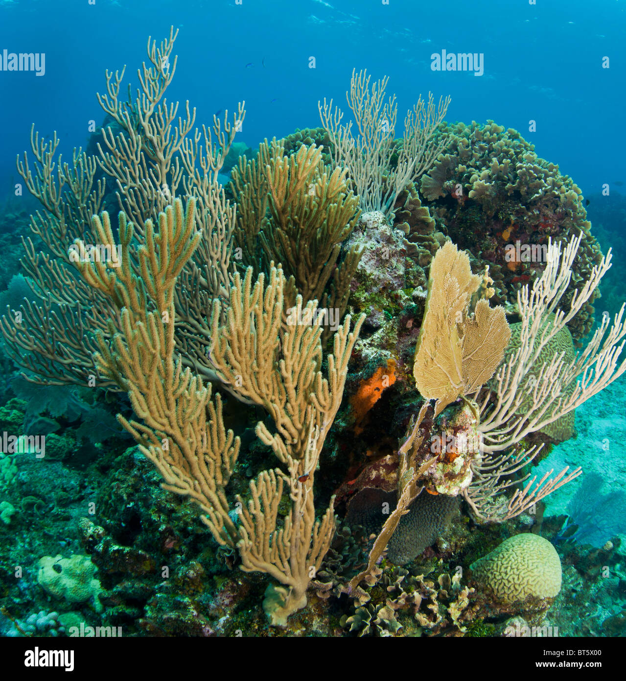 Coral reef off the coast of Roatan Honduras Stock Photo - Alamy