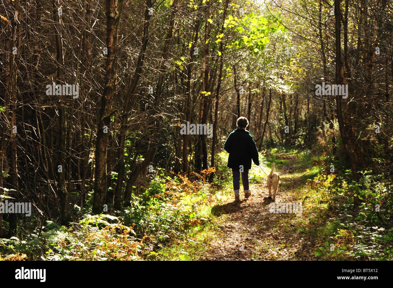 A lady and dog walking through an autumn woodland on a forest path ...