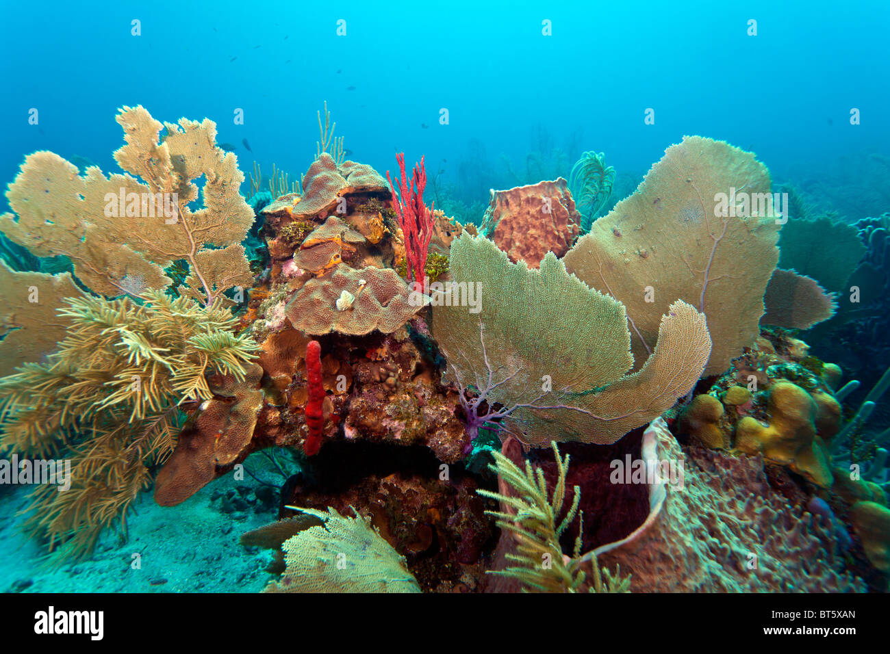 Coral reef off the coast of Roatan Honduras Stock Photo - Alamy