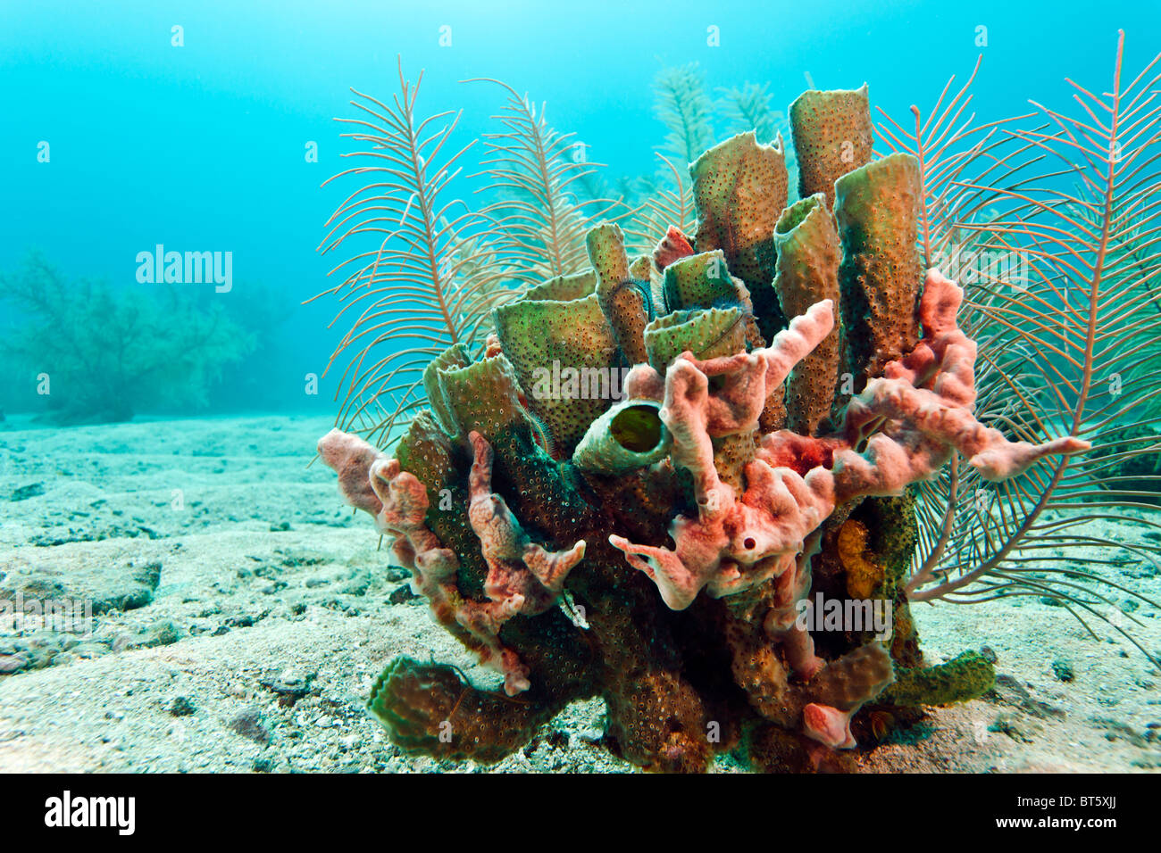 Coral reef off the coast of Roatan Honduras Stock Photo - Alamy