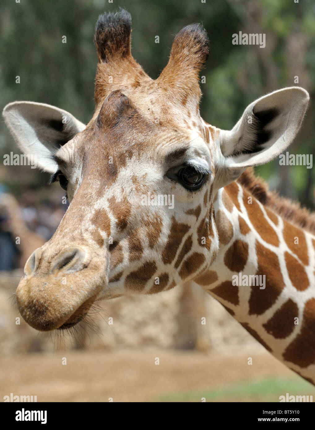Zoo giraffe hi-res stock photography and images - Alamy