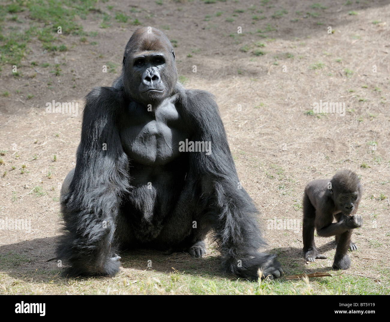 Gorillini hi-res stock photography and images - Alamy