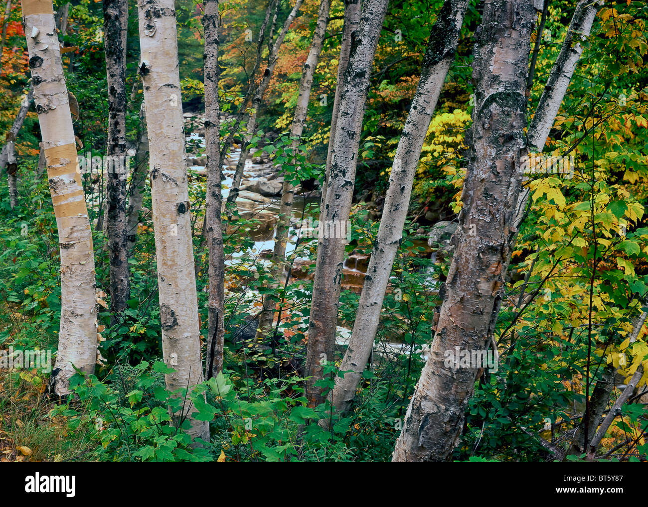 birch forest in the White mountains of New Hampshire Stock Photo - Alamy