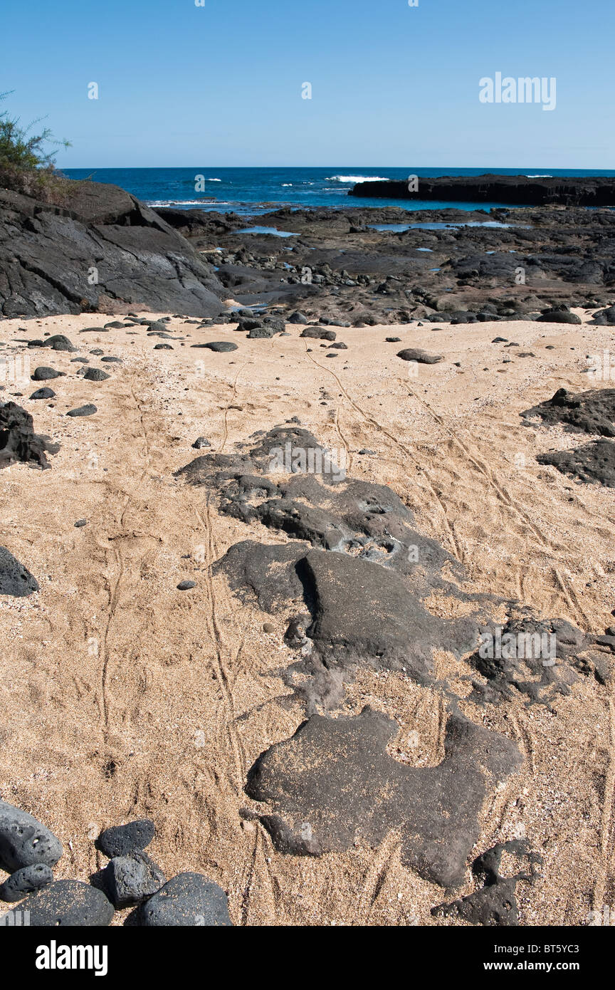 Galapagos Islands, Ecuador. Marine iguana tracks, Port Egas (James bay ...
