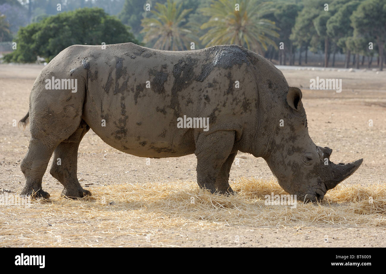 Mammal rhinoceros hi-res stock photography and images - Alamy