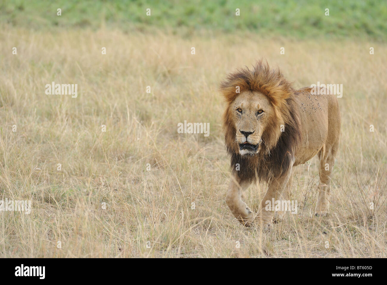 East African lion - Massai lion (Panthera leo nubica) male walking ...