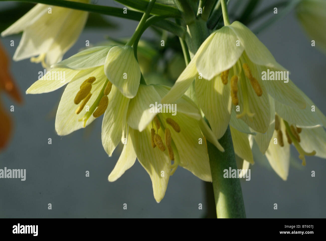 liliaceae fritillaria raddeana iran Stock Photo - Alamy