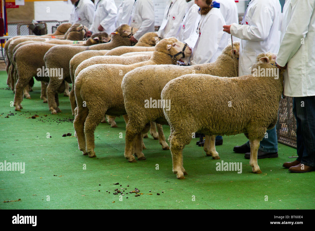 Judge at show hi-res stock photography and images - Alamy