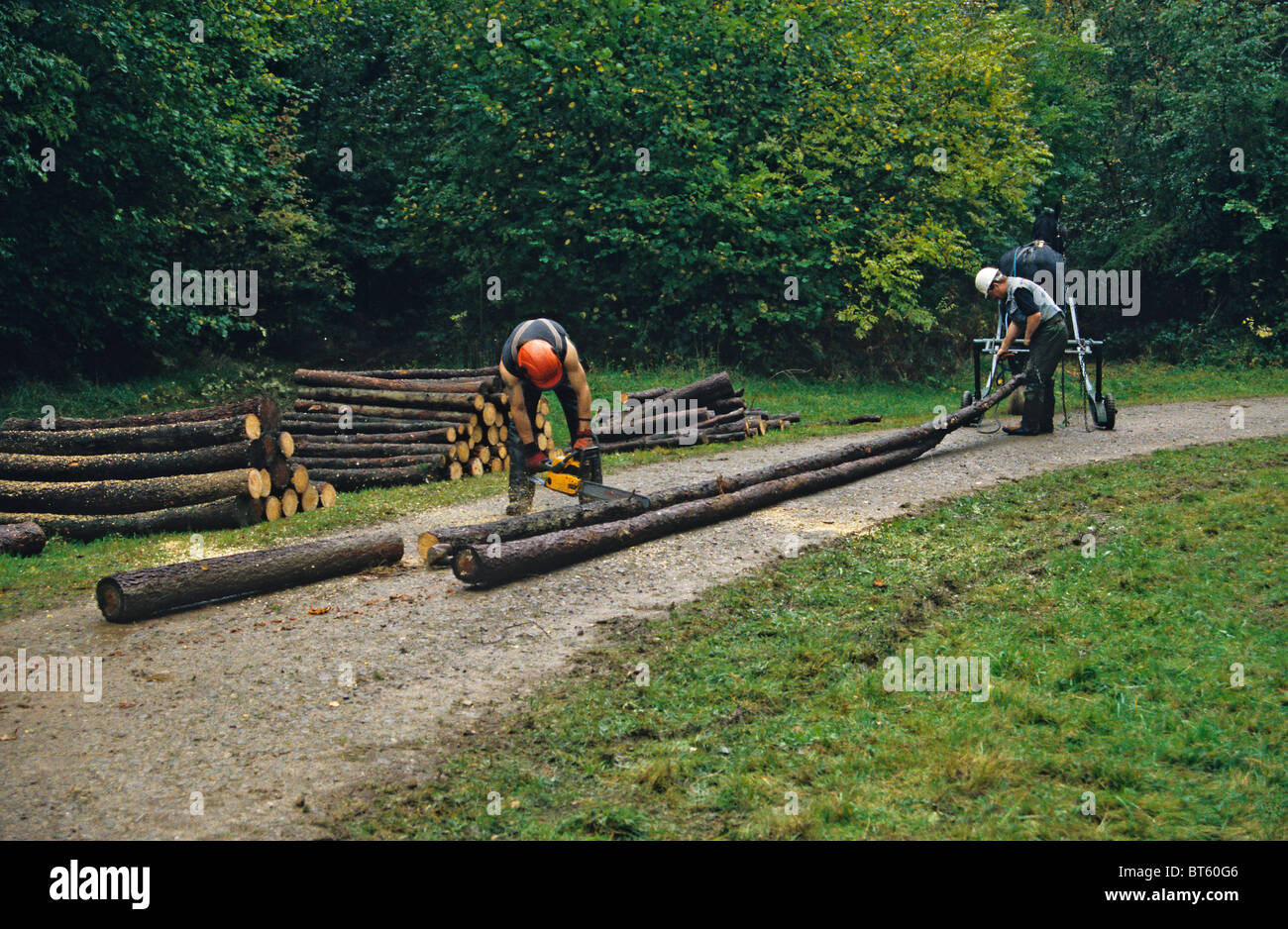 Foresters working and stacking logs from the cleared and coppiced ...