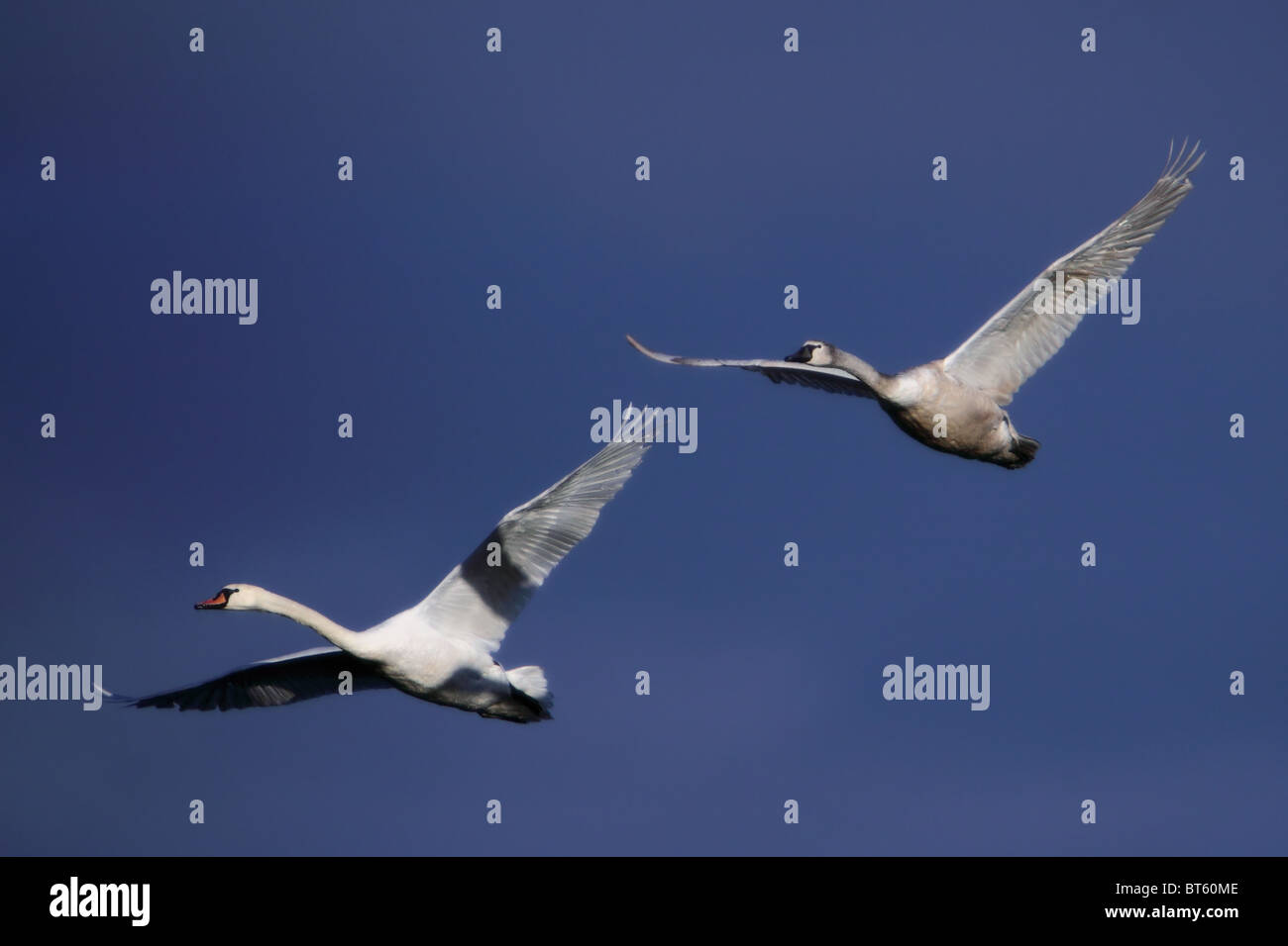couple young flying swans above river Stock Photo - Alamy