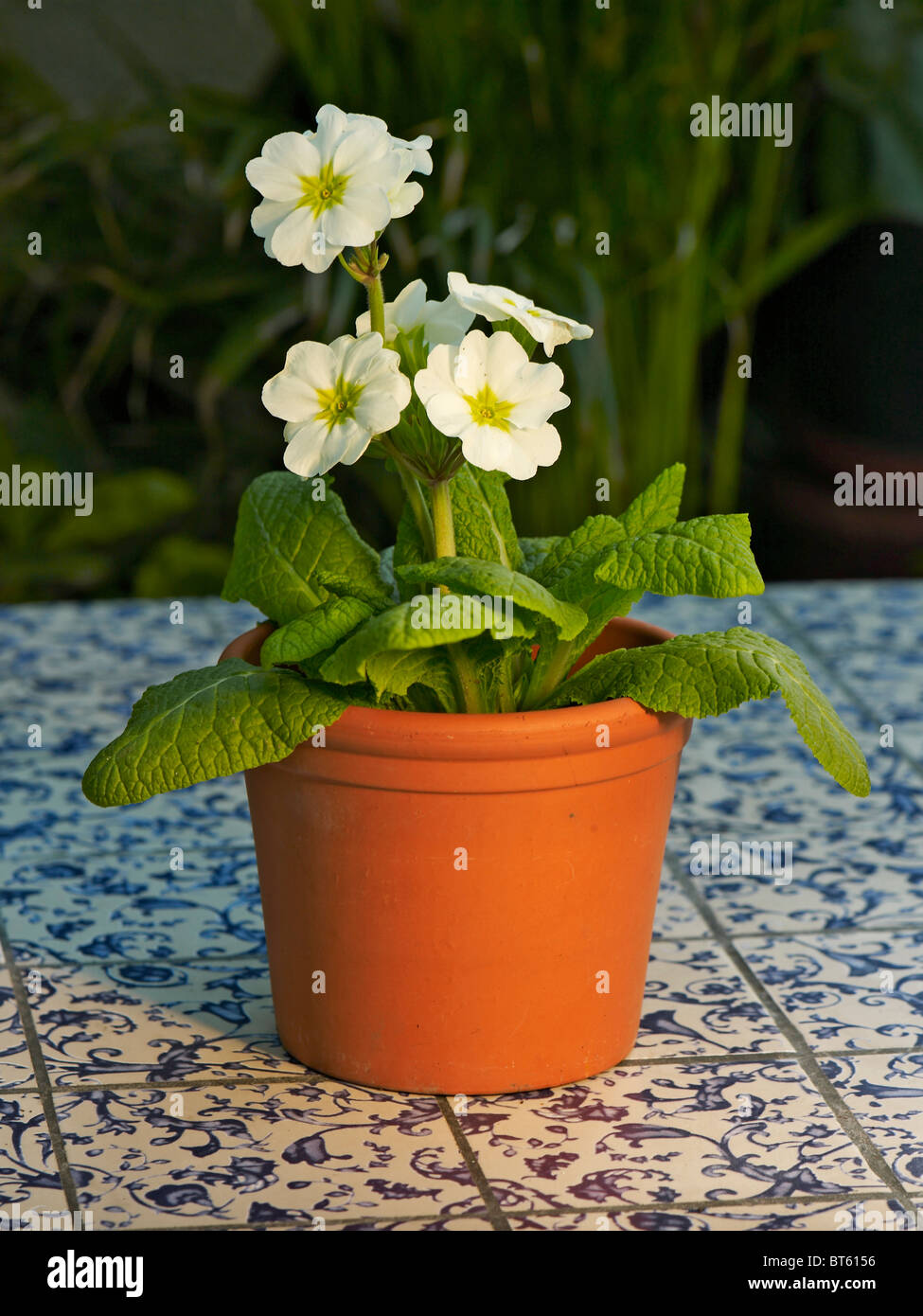 Flowering potted Primula Polyanthus Group in a garden conservatory ...