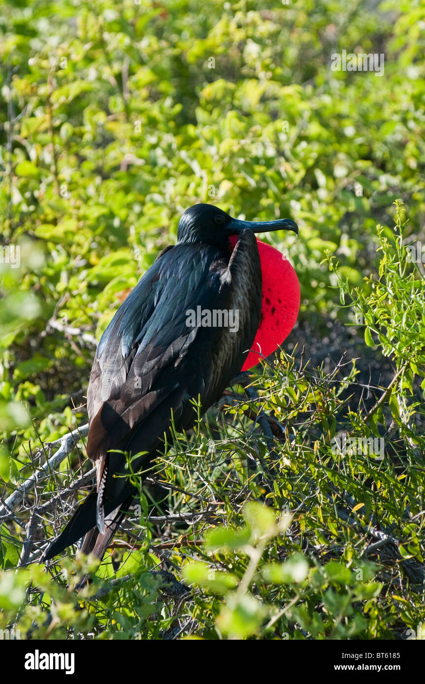 Magnificent frigatebird, (fregata magnificens) Isla Lobos, Isla San ...
