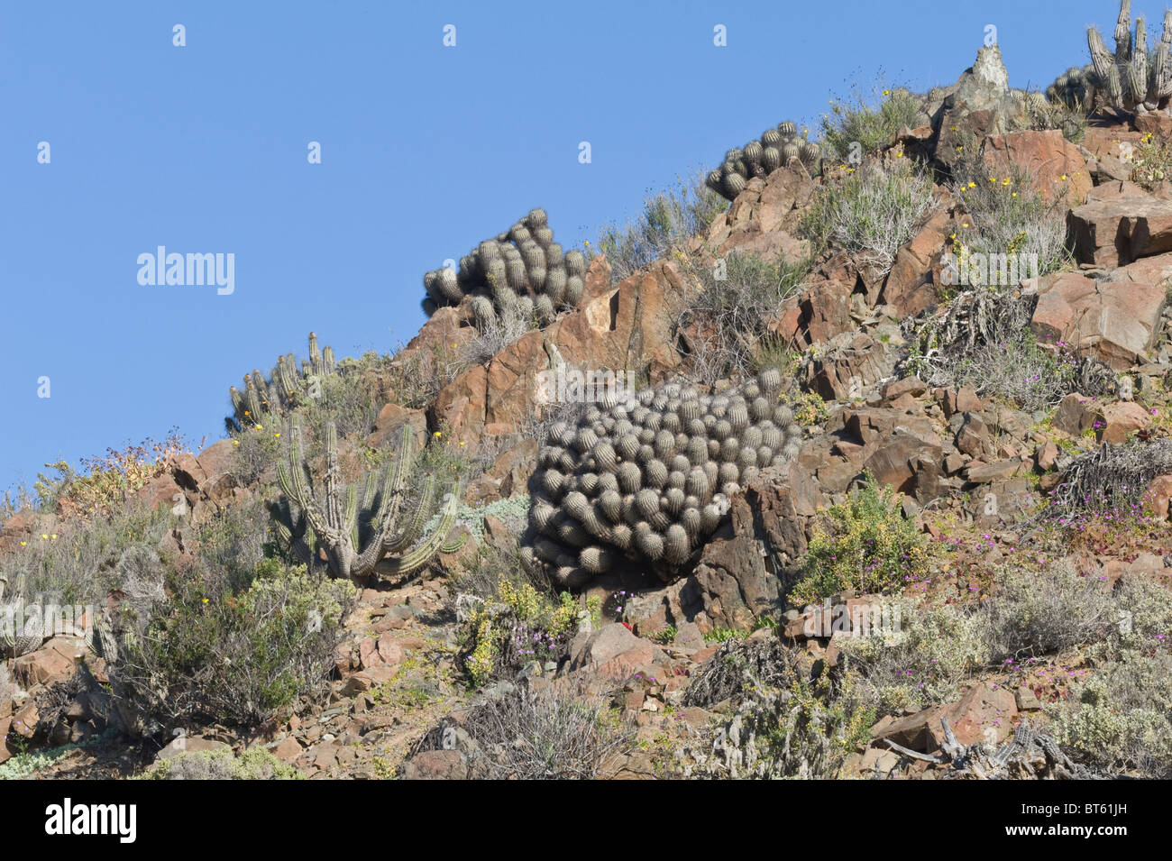 Cacti grow and flower on the hillside 'desierto florido' south of ...