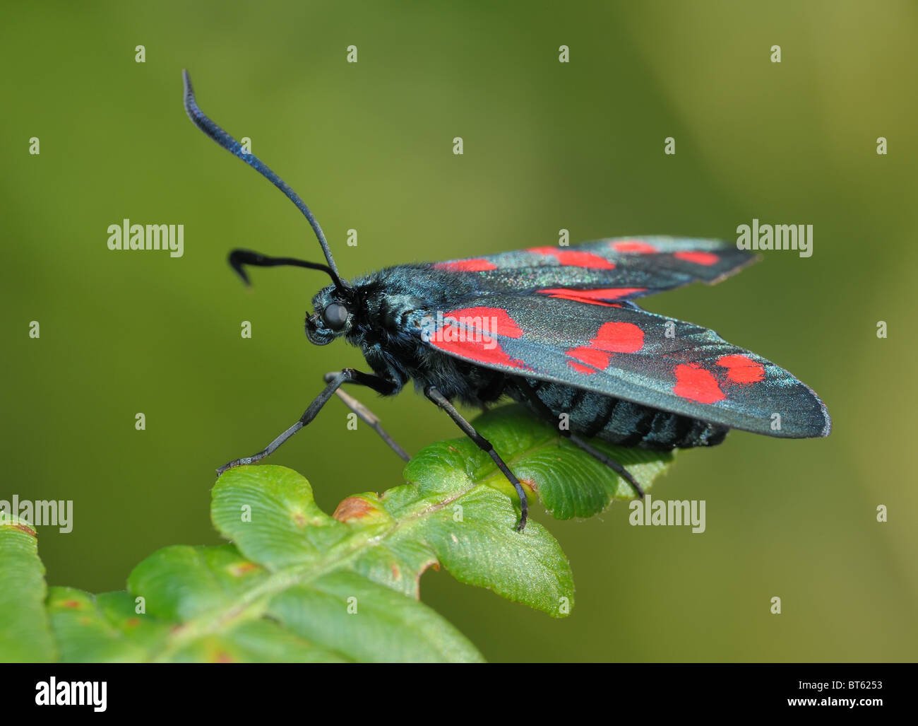 The butterfly Zygaena filipendulae Stock Photo - Alamy
