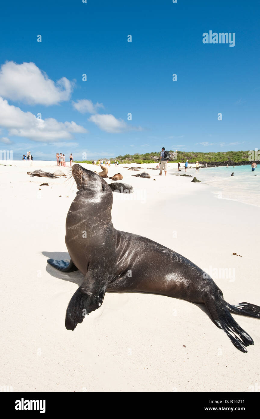Galapagos Islands, Ecuador. Sea lion (Zalophus wollebaeki), Gardner Bay ...