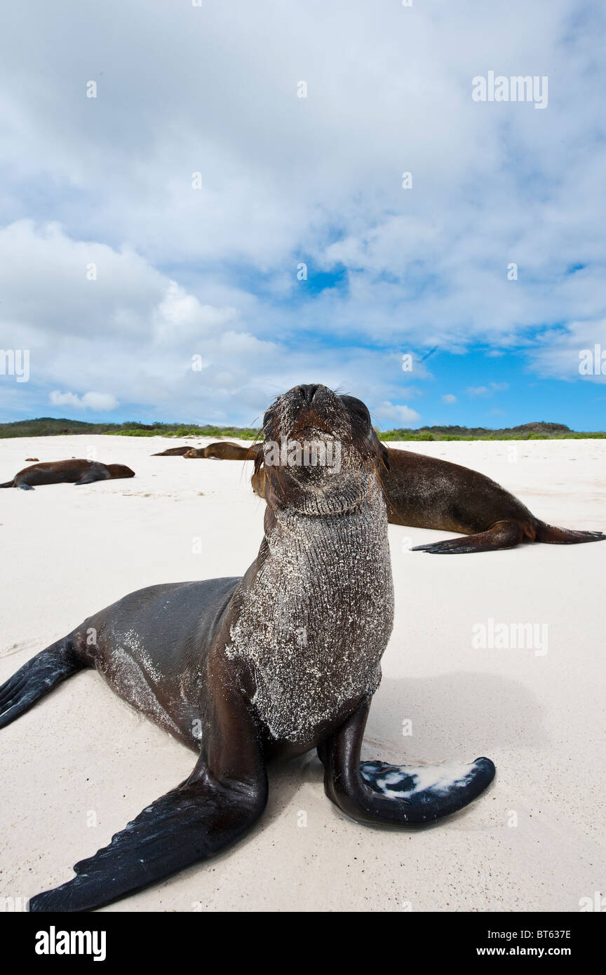 Galapagos Islands, Ecuador. Sea lion (Zalophus wollebaeki), Gardner Bay ...