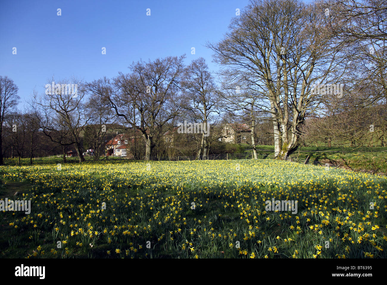 DAFFODILS IN FIELD FARNDALE NORTH YORKSHIRE NORTH YORKSHIRE ENGLAND ...