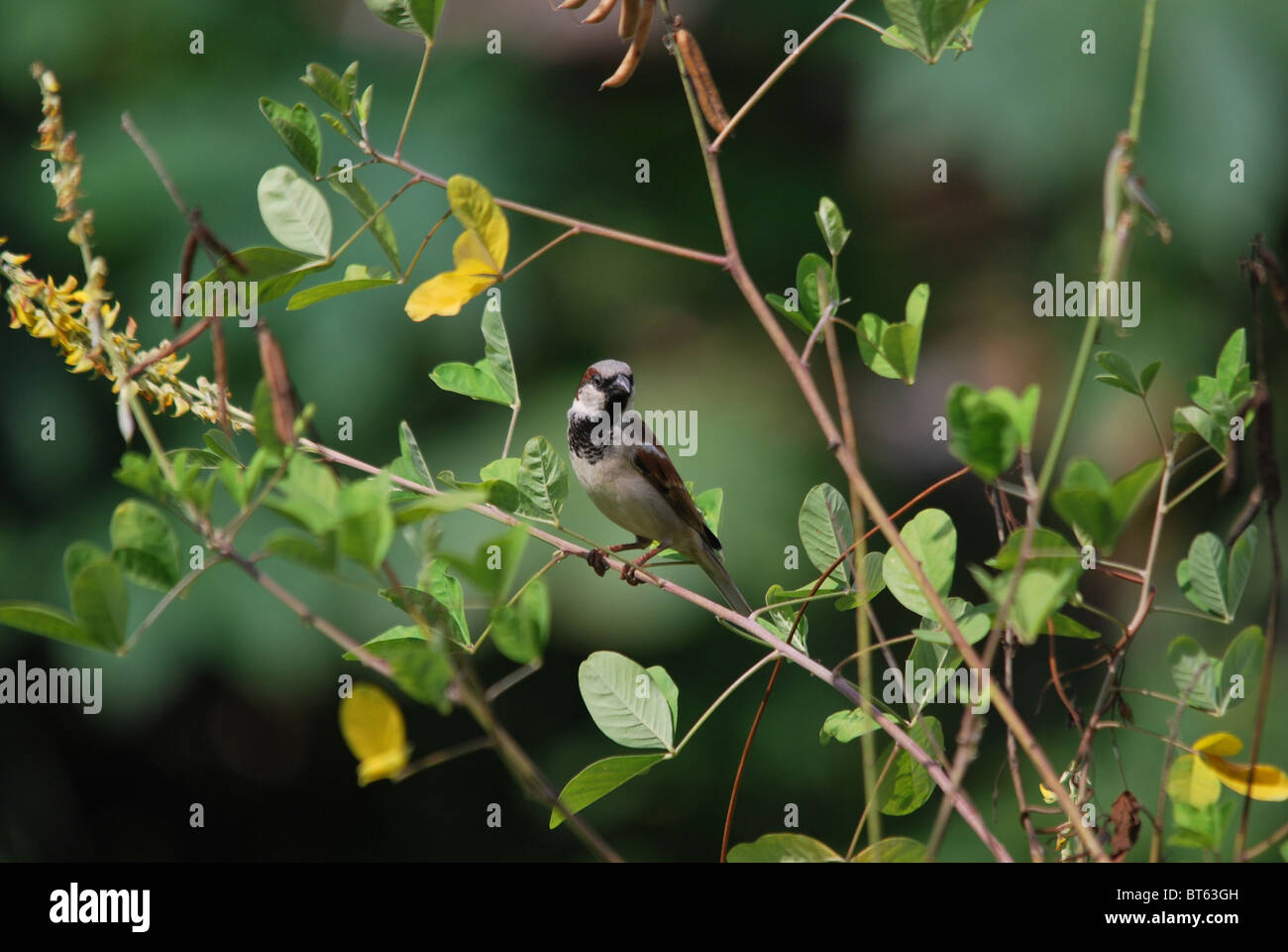 Bird mail hi-res stock photography and images - Alamy