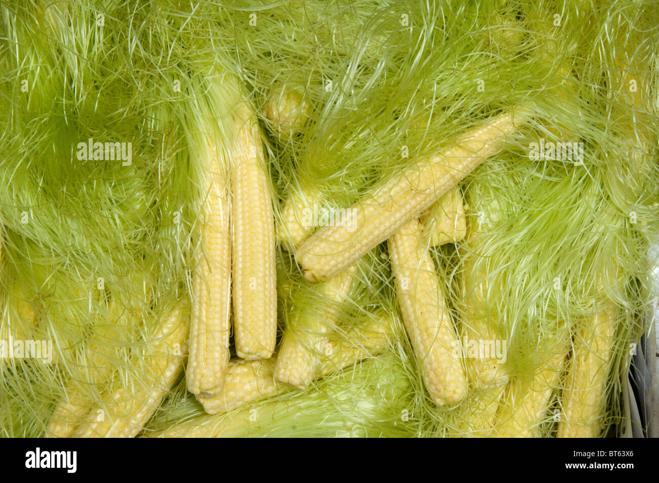 sweet corn Zea mays saccharata Indian corn sugar pole maize Stock Photo ...