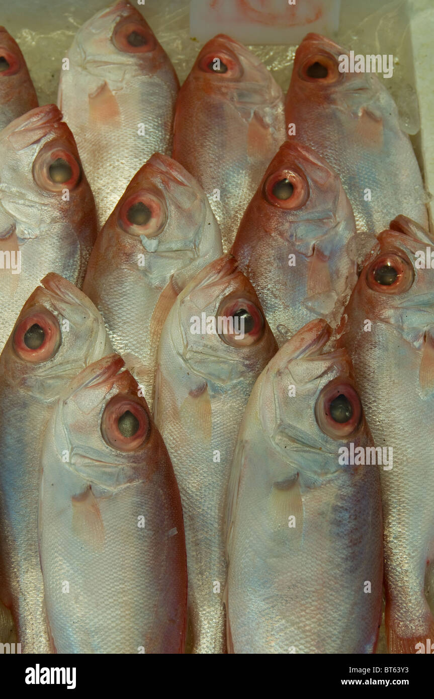 Marine edible fish hi-res stock photography and images - Alamy