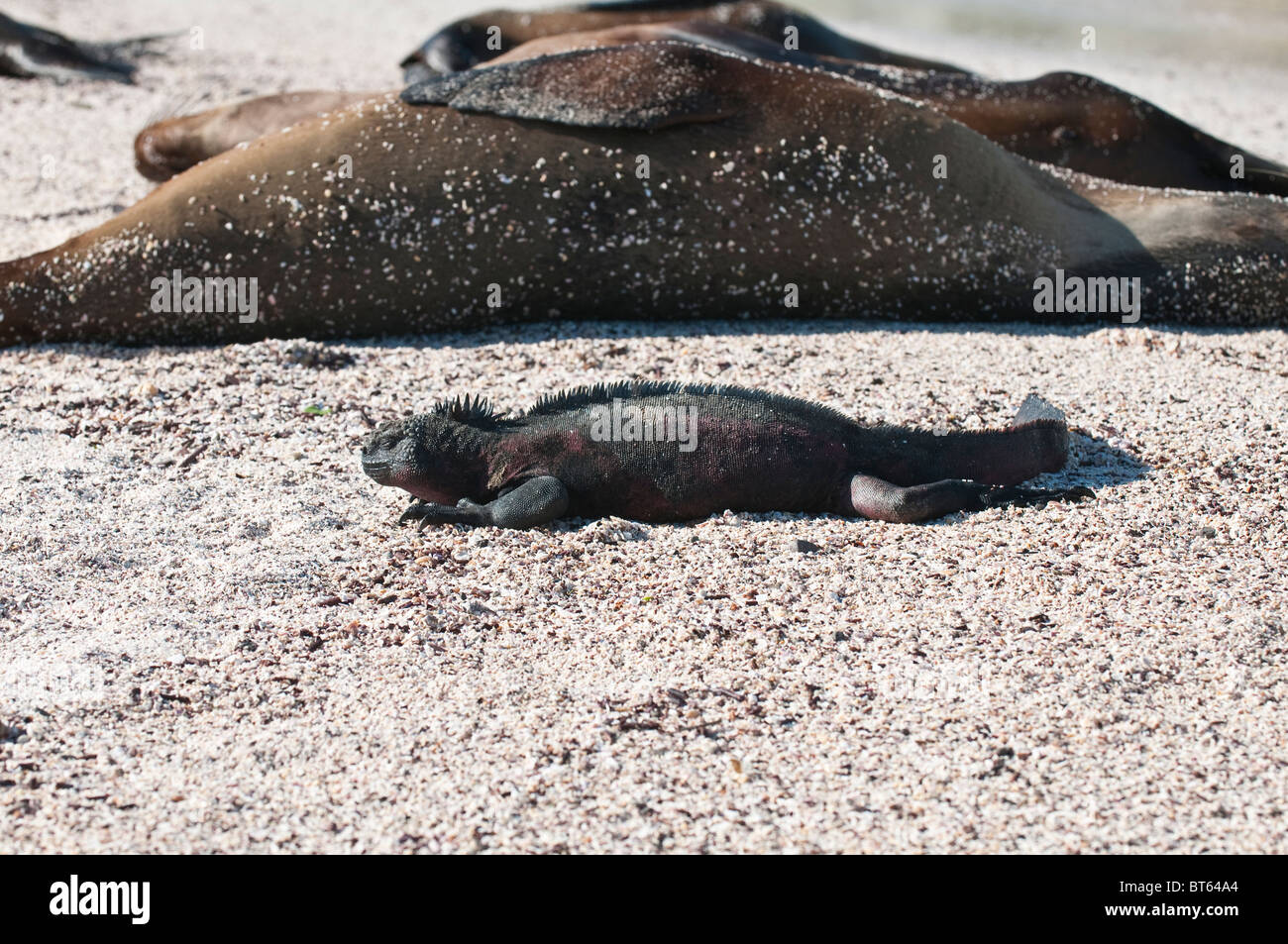 Galapagos Islands, Ecuador. Sea lion and marine iguana, Suárez Point ...