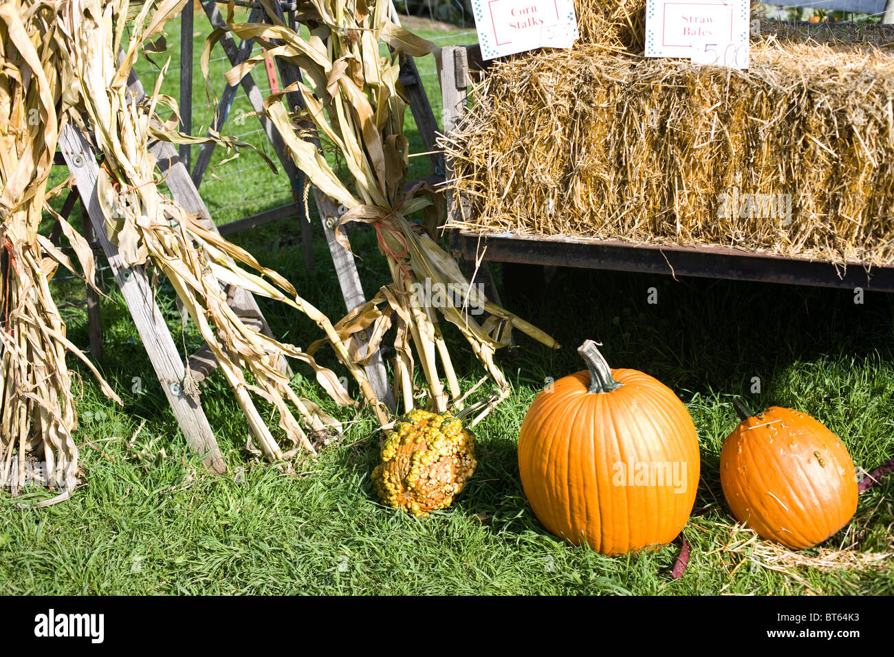 Straw stalks hi-res stock photography and images - Alamy