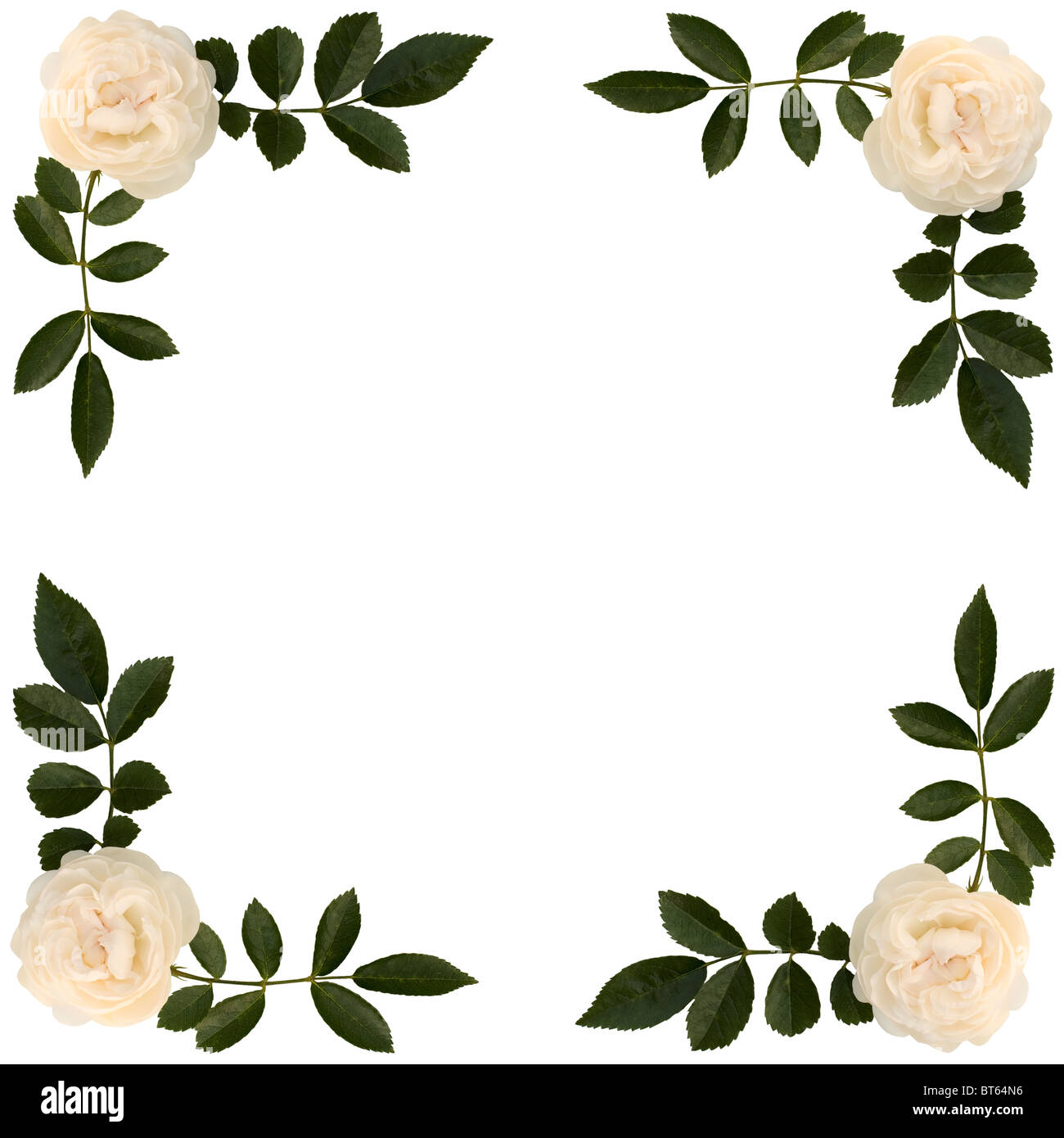 Frame of sprigs tea-rose on white background Stock Photo - Alamy