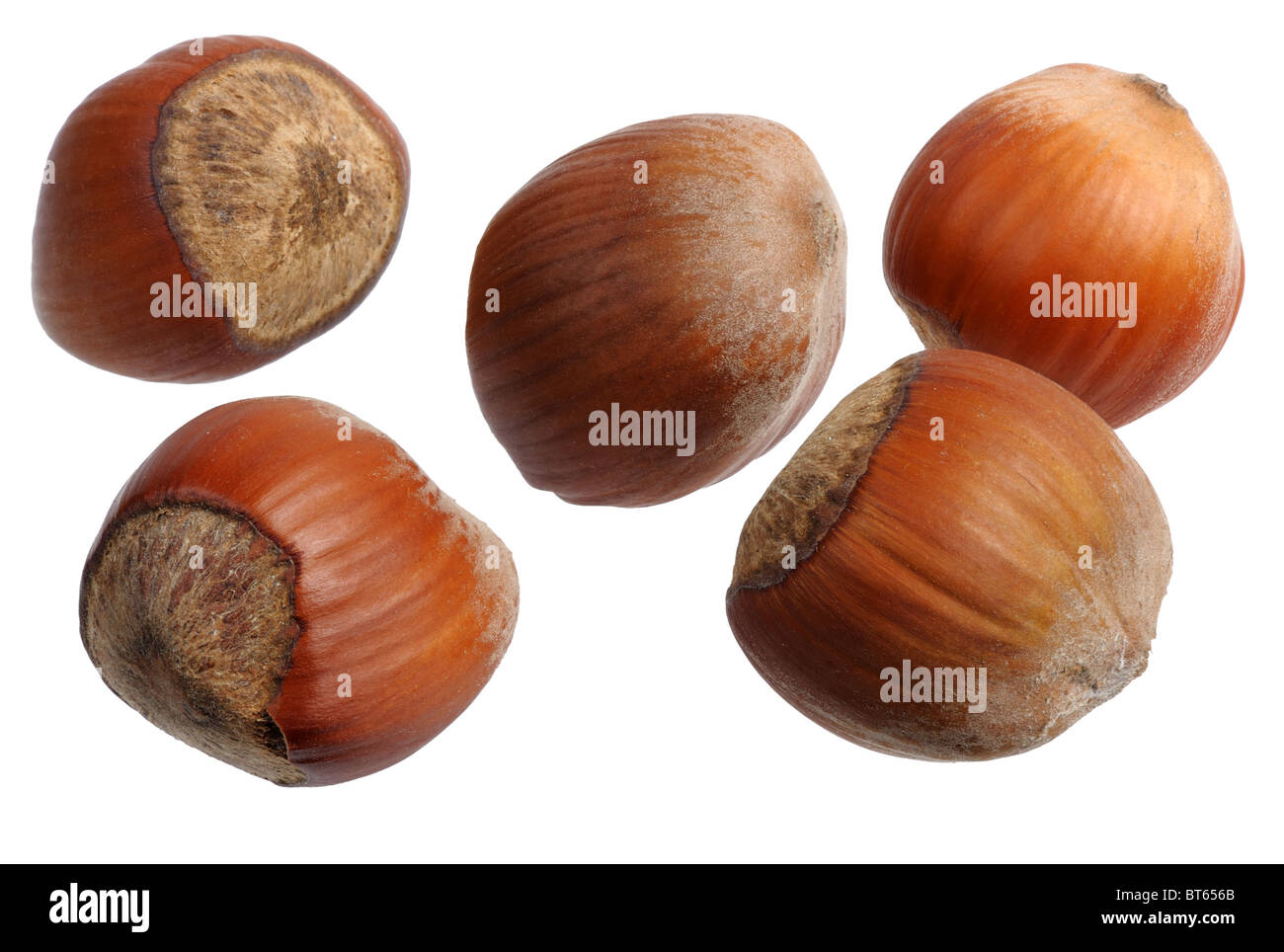 Hazelnut seed pod hi-res stock photography and images - Alamy
