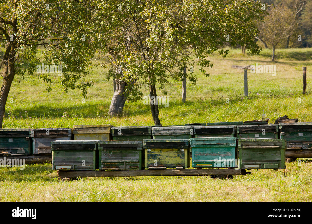 Bee-hives in orchard in the old saxon village of Crit, Transylvania ...