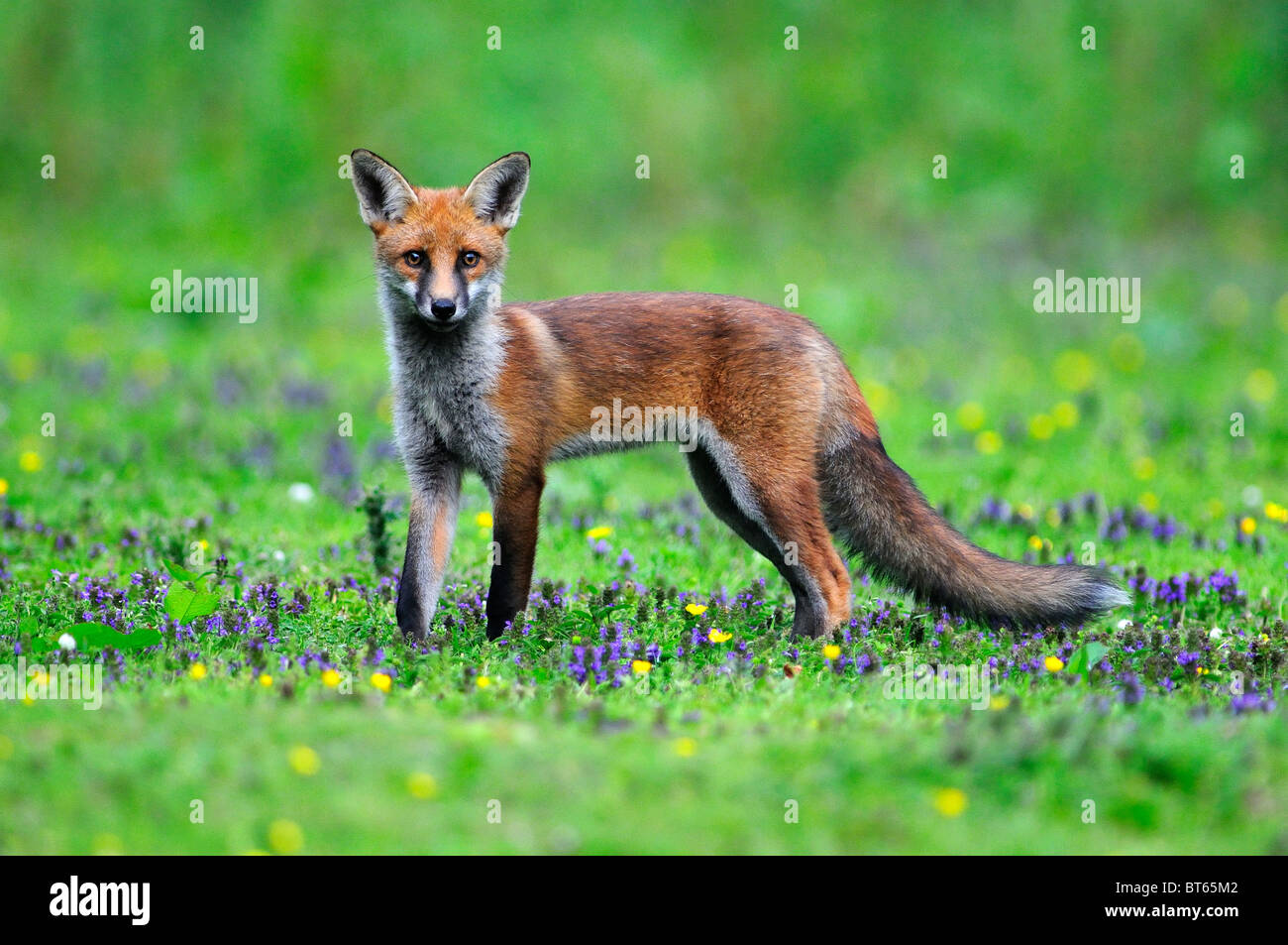 red fox vulpes vulpes Stock Photo - Alamy
