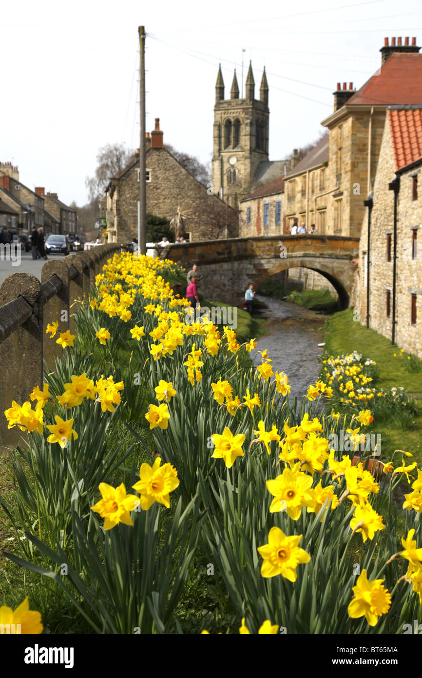 DAFFODILS ALL SAINTS CHURCH HELMSLEY YORKSHIRE HELMSLEY NORTH YORKSHIRE ...