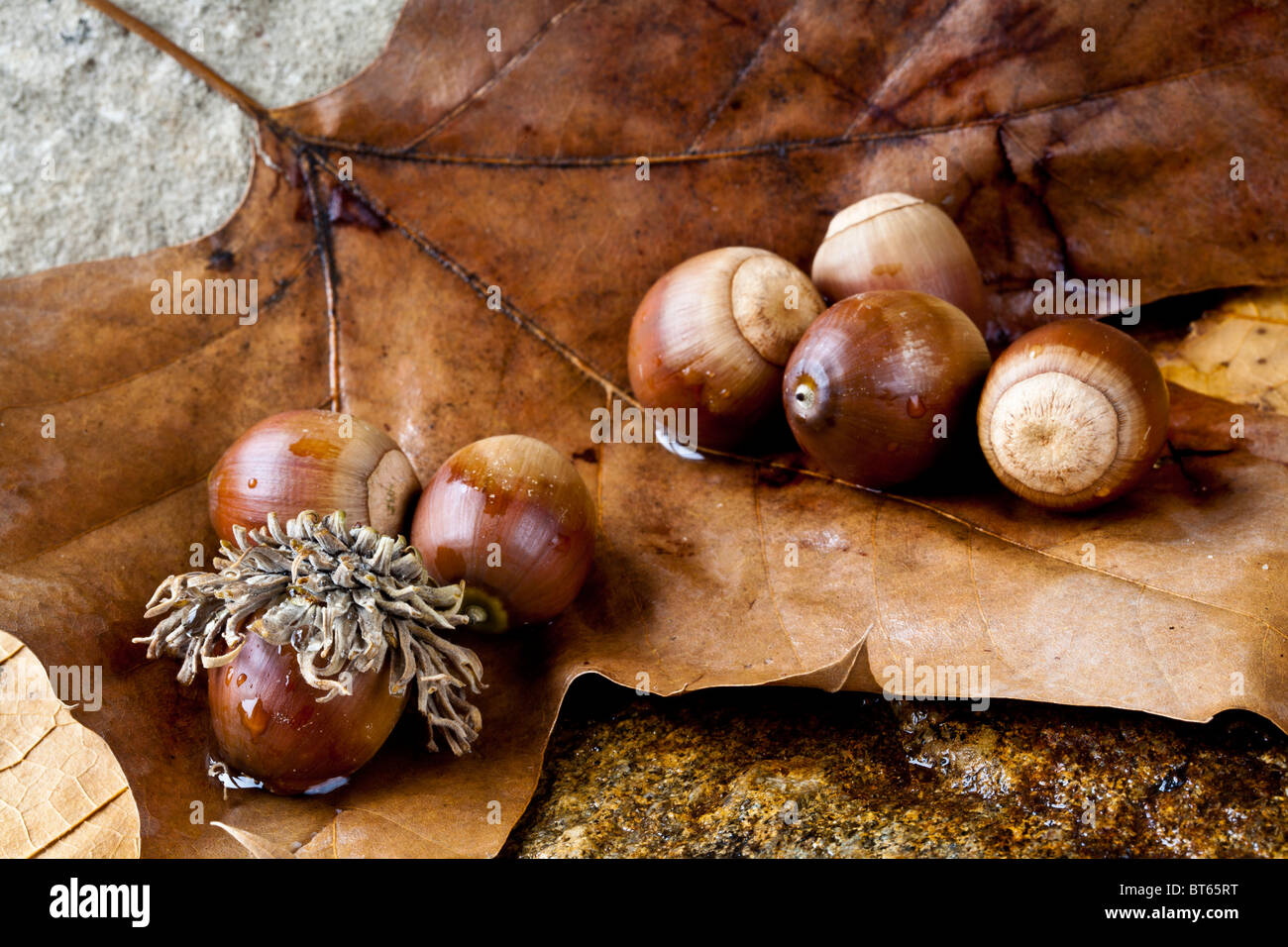 Acorns on maple leaf in studio setting with rock Stock Photo - Alamy