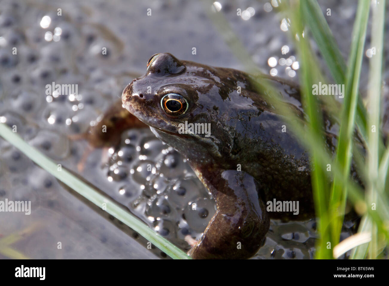 Frogspawn hi-res stock photography and images - Alamy